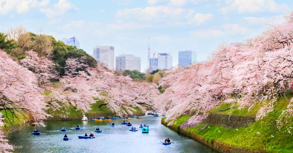 [Sakura Season Limited - Tokyo's Five Best Cherry Blossom Viewing Spots ...